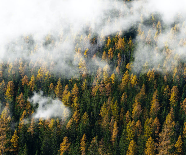 Ontbossing: wat kunnen we eraan doen? – Stichting Boes Bos